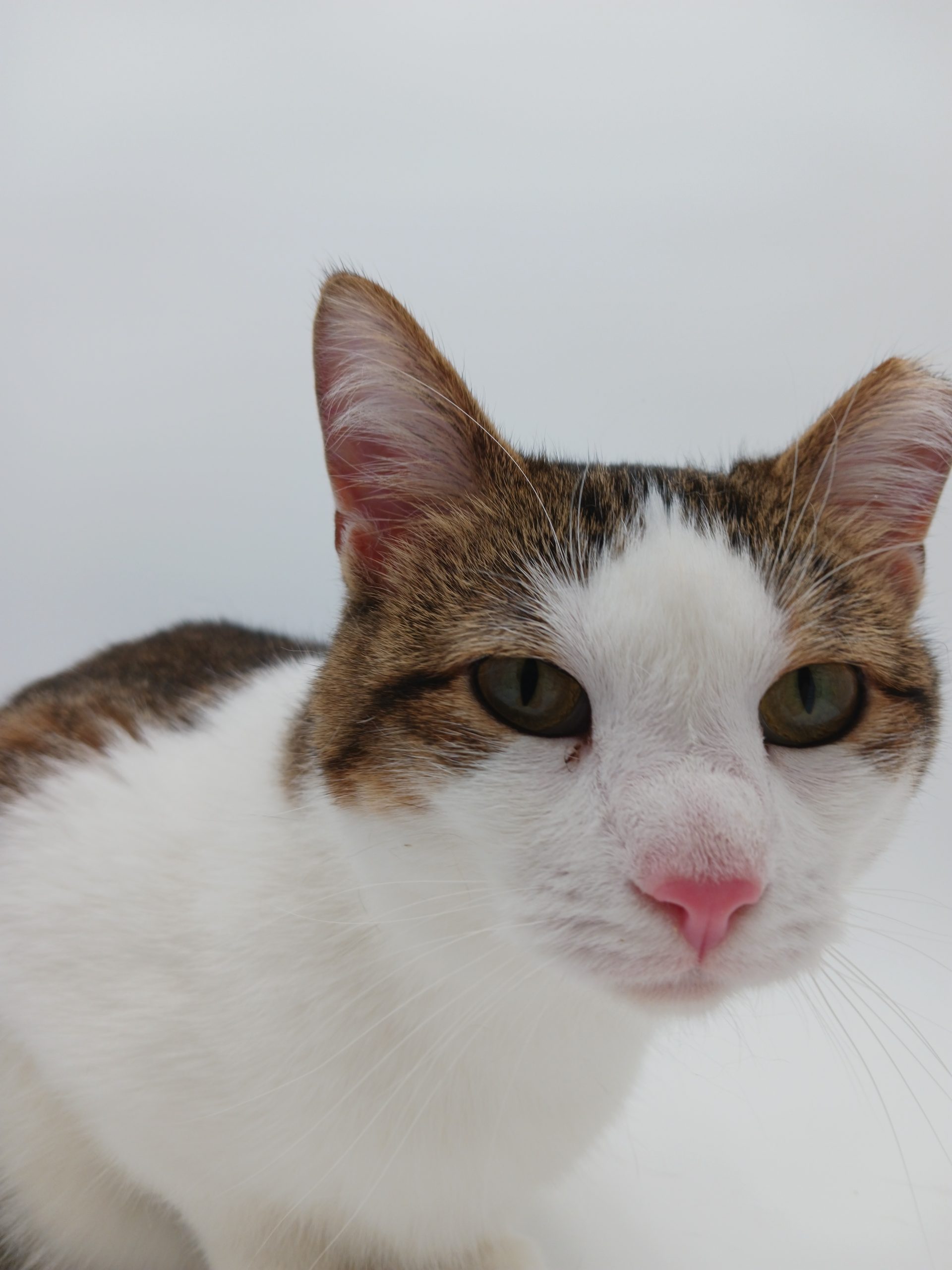 Rescue One Cats – From Stray to Stay