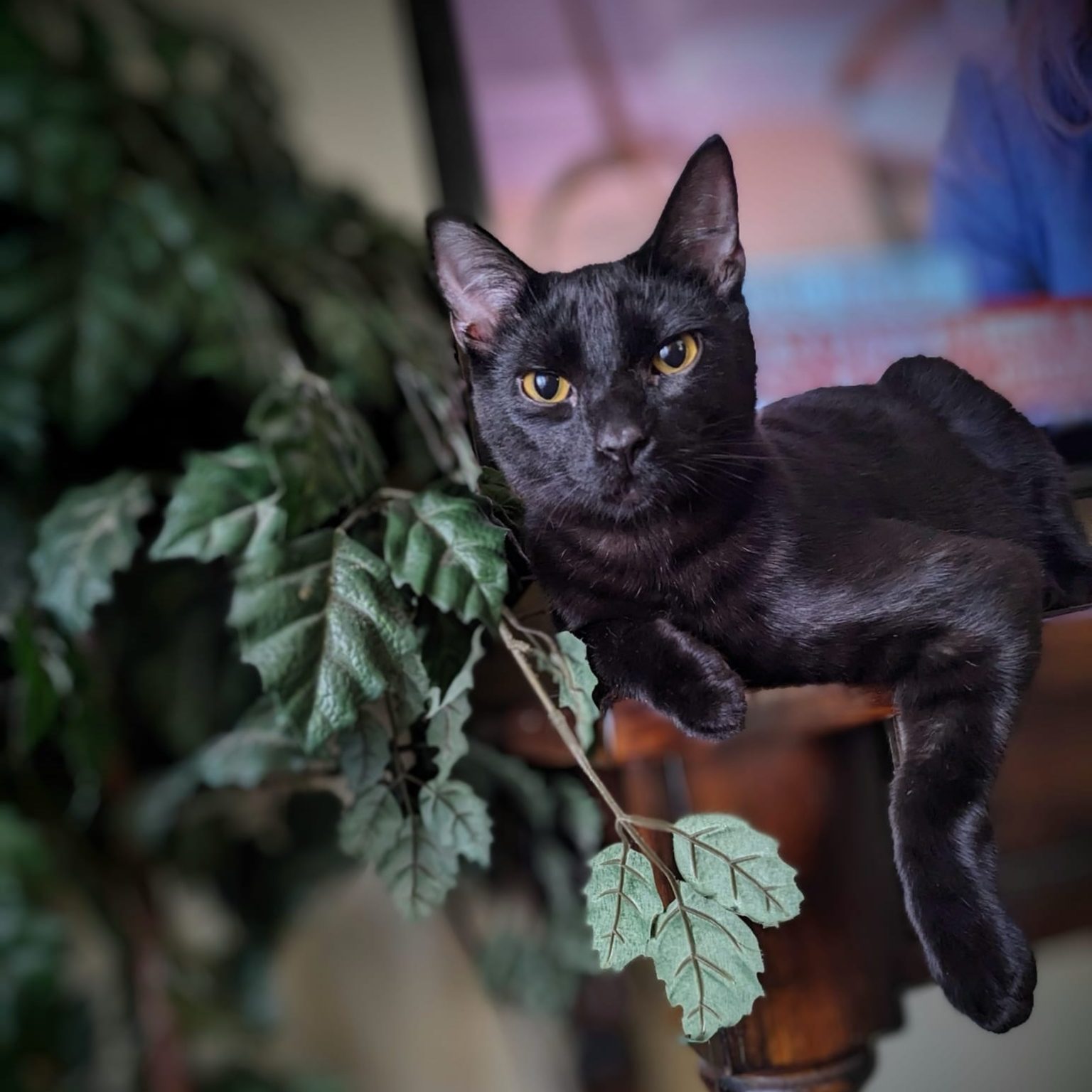 Beetle – Rescue One Cats