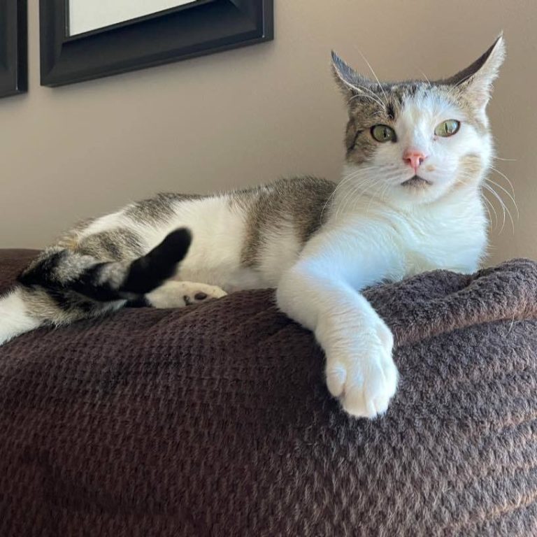 Checkers – Rescue One Cats