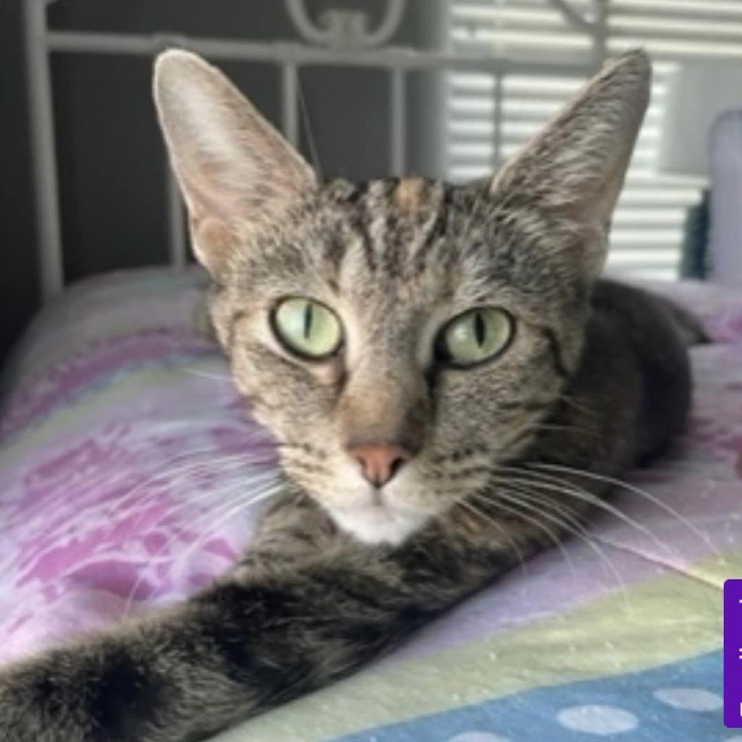 Rescue One Cats – From Stray to Stay