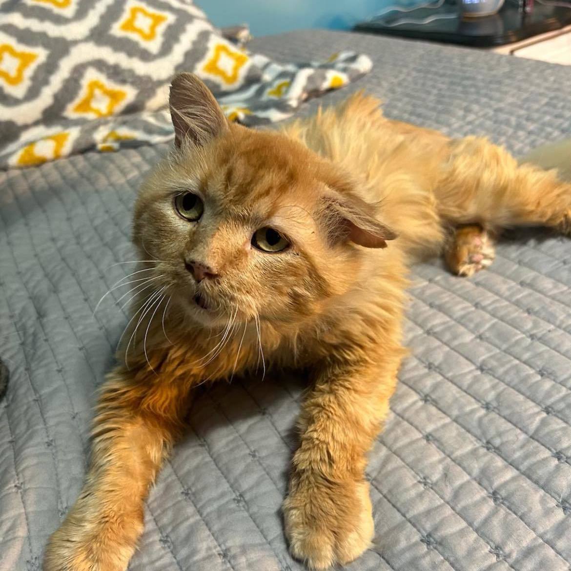 Rescue One Cats – From Stray to Stay