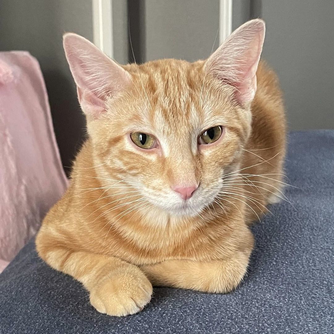 Rescue One Cats – From Stray to Stay